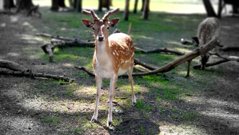 VEISLINIŲ PAUKŠČIŲ IR NAMINIŲ GYVŪNŲ ŪKIS „RAIBA PLUNKSNA“